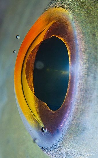 UV Vision in Fish: Match the Ultra-Violet-Hatch – HangryBrand