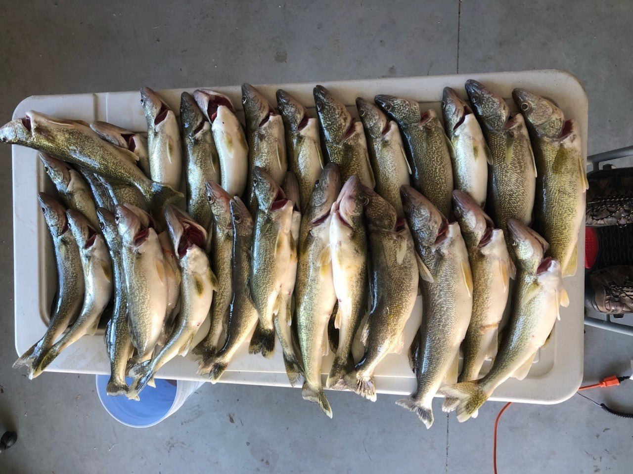 Canadian Fishing License A Step by Step Buyer’s Guide – HangryBrand